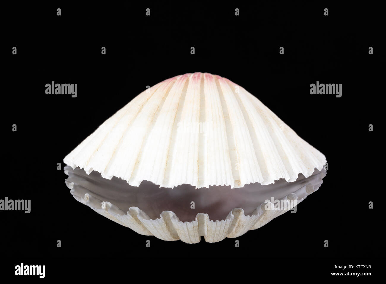 Single sea shell of mollusk isolated on black background Stock Photo ...