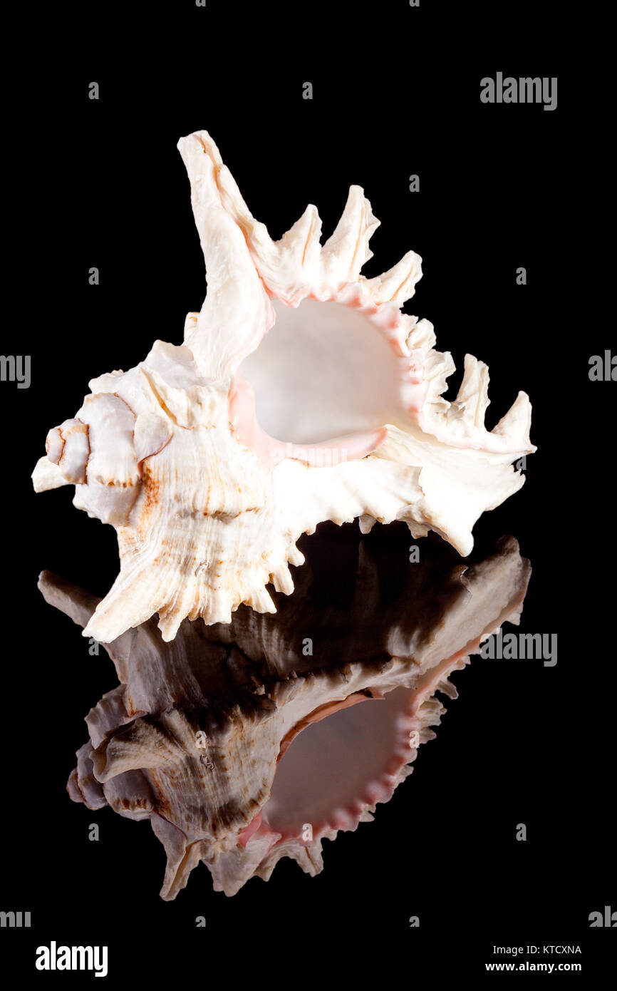 Single sea shell isolated on black background Stock Photo - Alamy