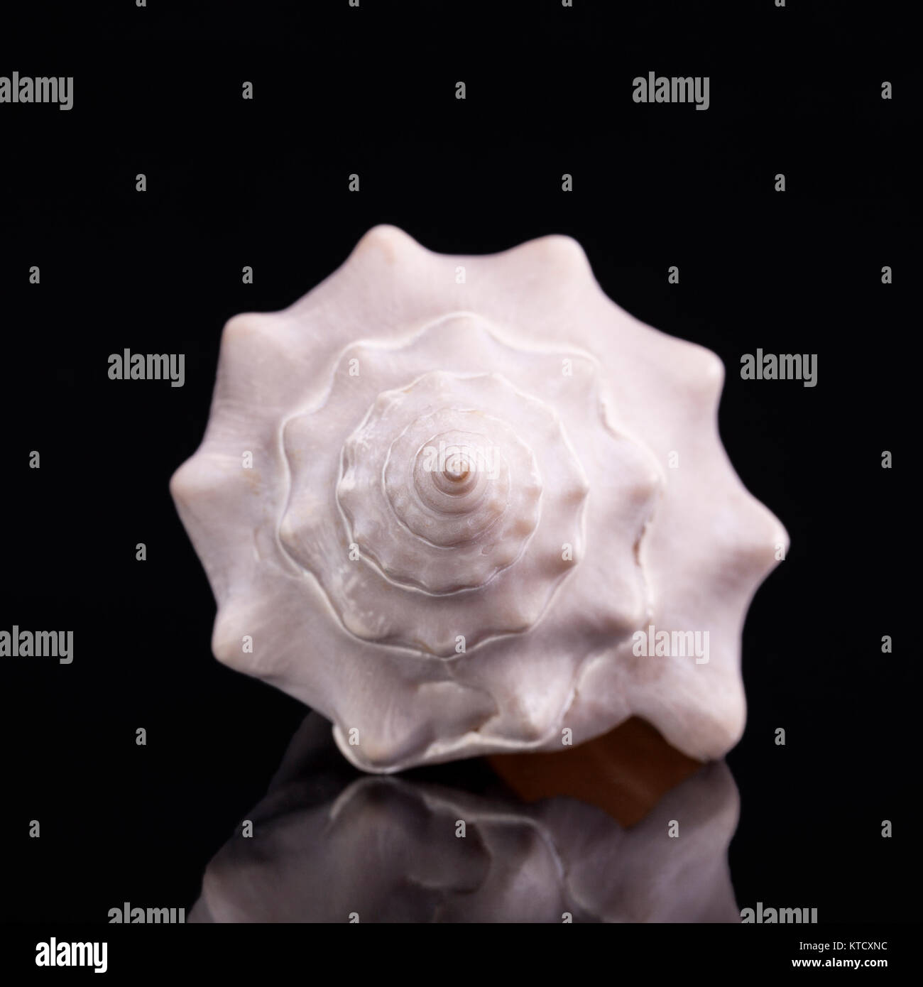 Single sea shell of marine snail on black background Stock Photo - Alamy