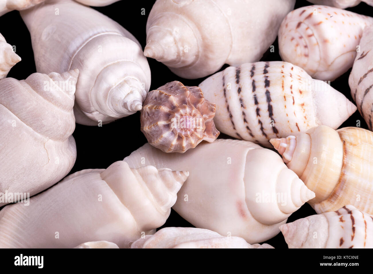 Collection of various kinds of sea shells on black background Stock ...