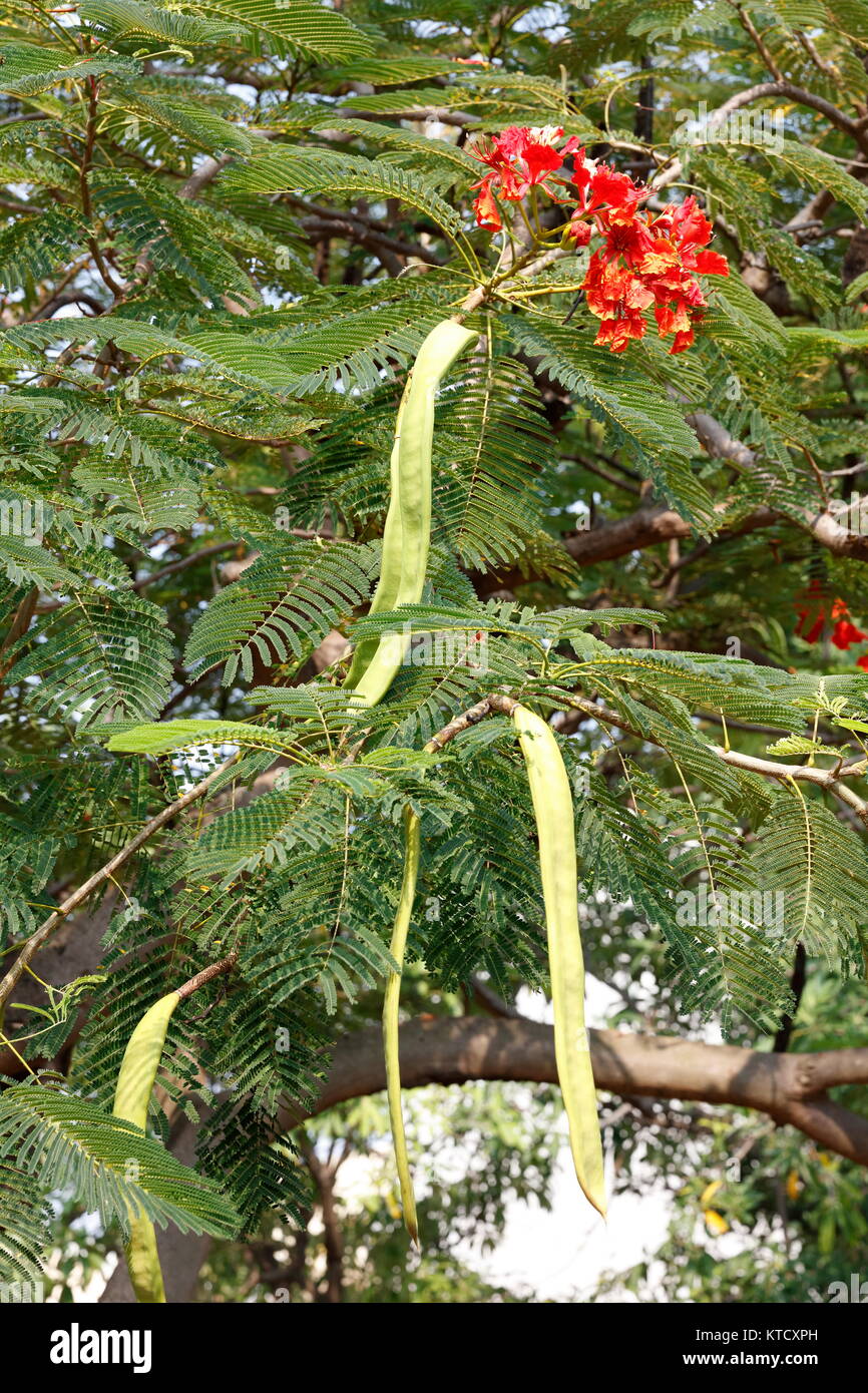 Flame tree has grown flowers and pods in autumn Stock Photo - Alamy