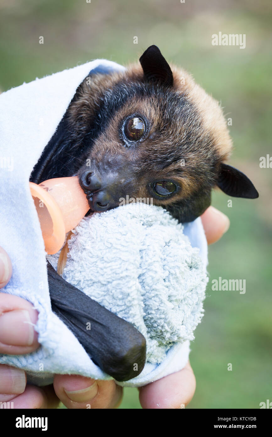 Spectacled Flying-fox (Pteropus conspicillatus). Orphan male, approx. 6 ...