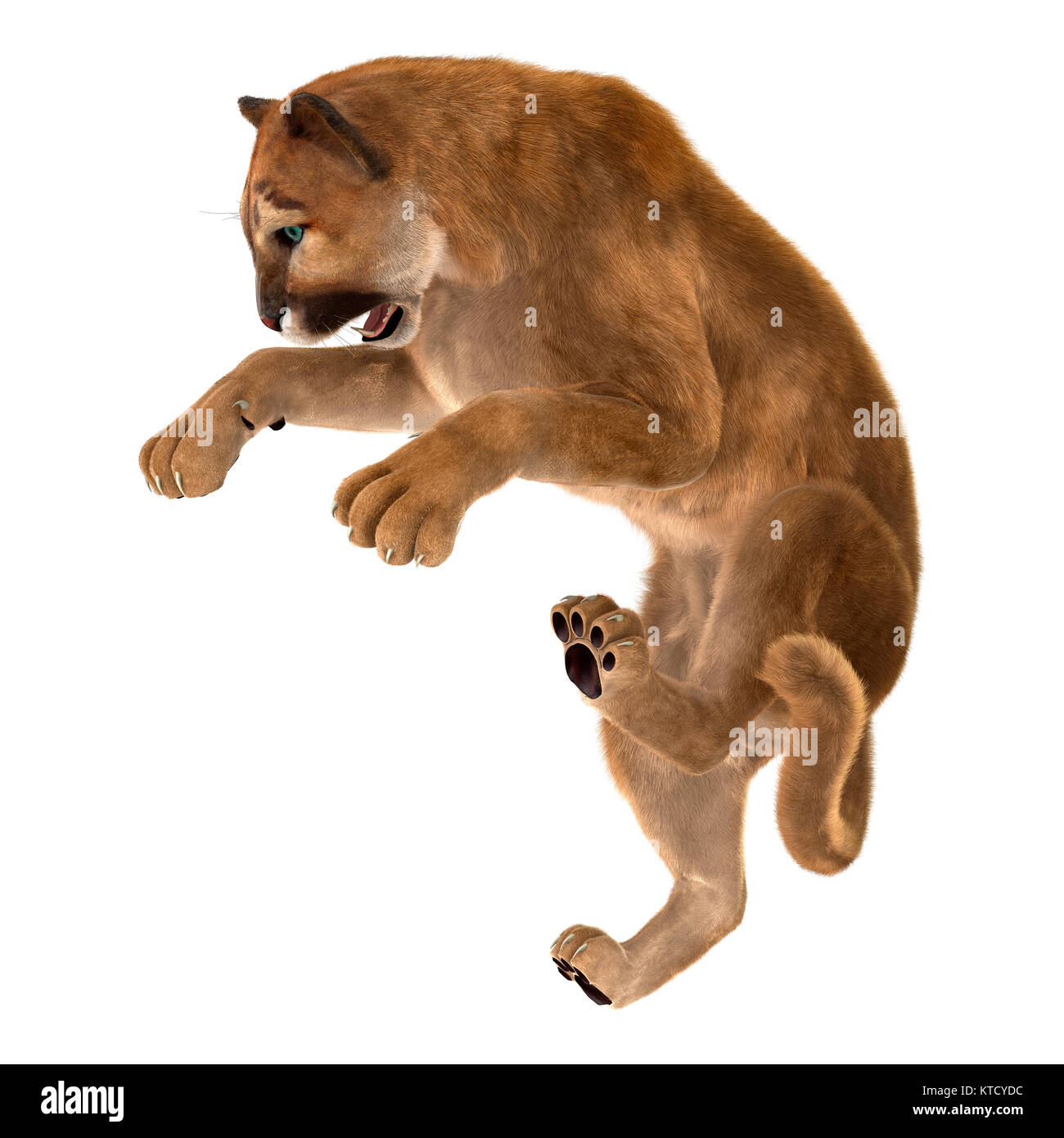 Cougar puma jumping hi-res stock photography and images - Alamy