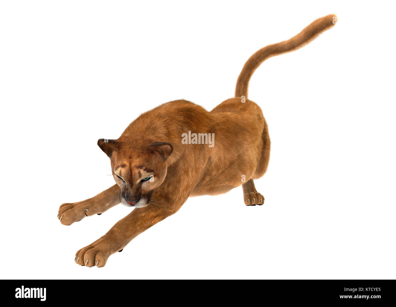 Black Puma Cat Jumping