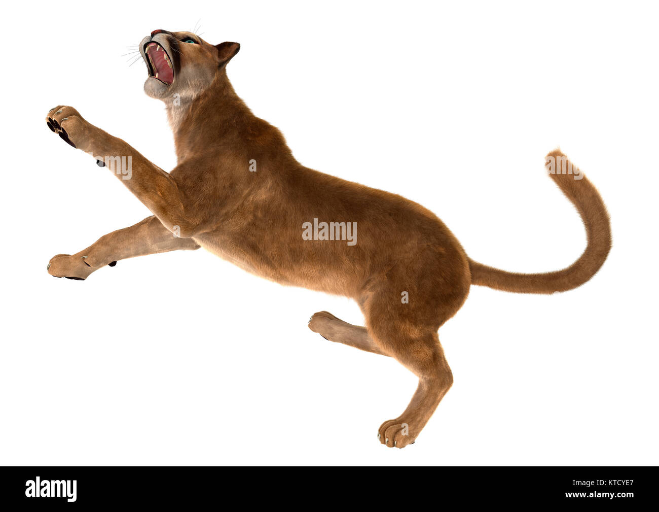 Lion fight jump Cut Out Stock Images & Pictures - Alamy