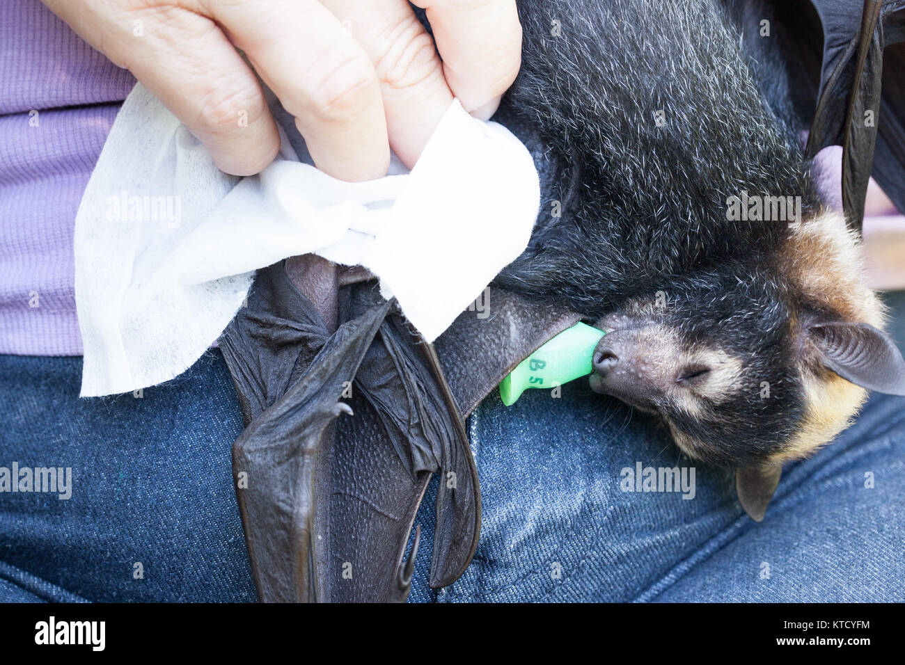 Spectacled Flying-fox (Pteropus conspicillatus). Orphan female, approx ...