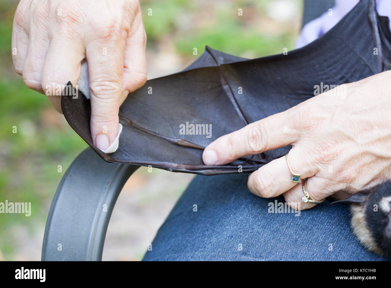 Spectacled Flying-fox (Pteropus conspicillatus). Orphan female, approx ...