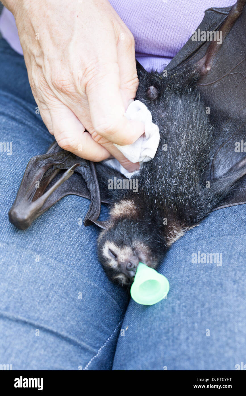 Spectacled Flying-fox (Pteropus conspicillatus). Orphan female, approx ...