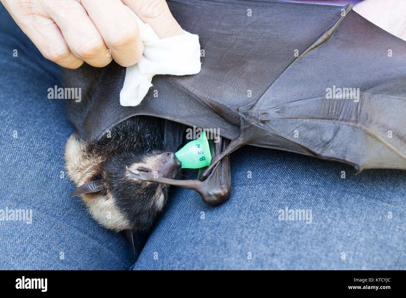 Spectacled Flying-fox (Pteropus conspicillatus). Orphan female, approx ...