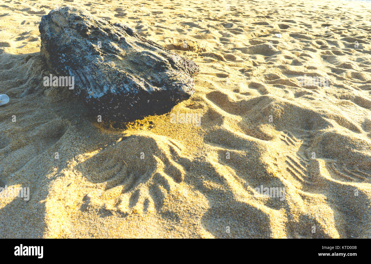 The stump on the sand Stock Photo - Alamy