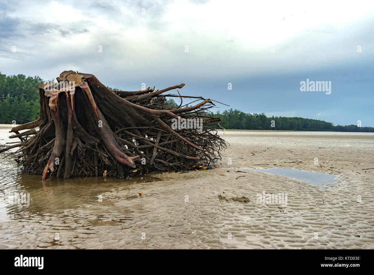 The stump on the sandstone Stock Photo - Alamy