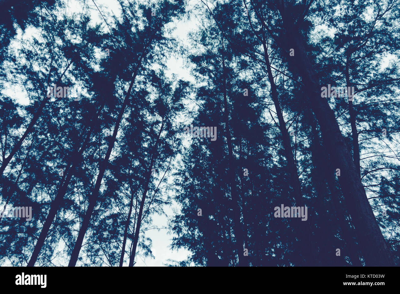 Pine trees and coconut tree on sky background,vintage style Stock Photo ...