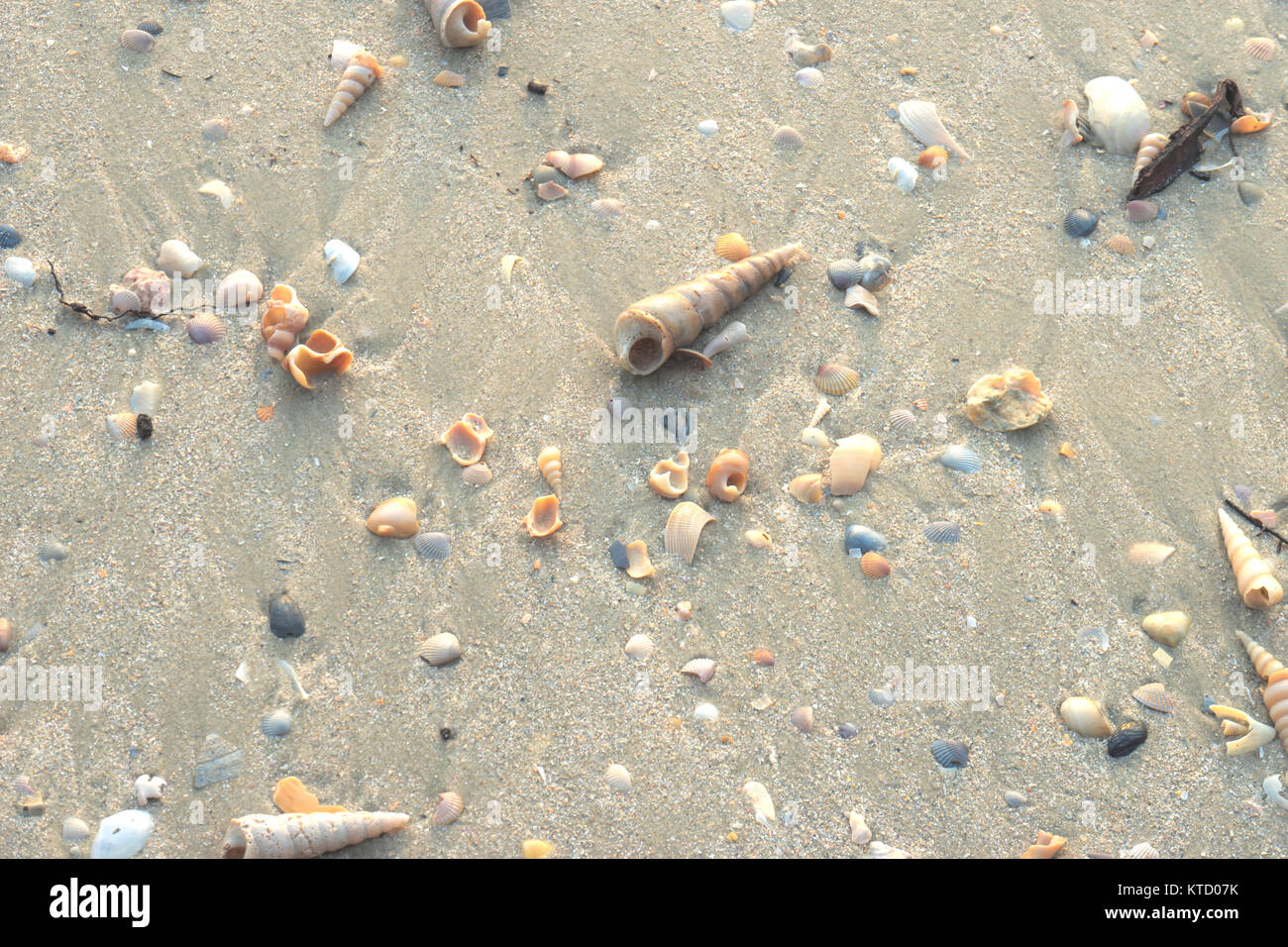 Sand and Shell Background Stock Photo - Alamy