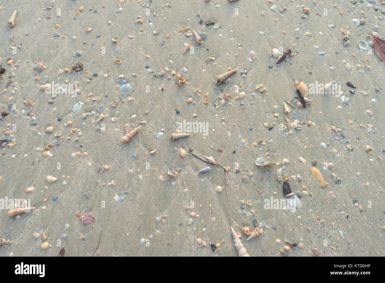 Sand and Shell Background Stock Photo - Alamy
