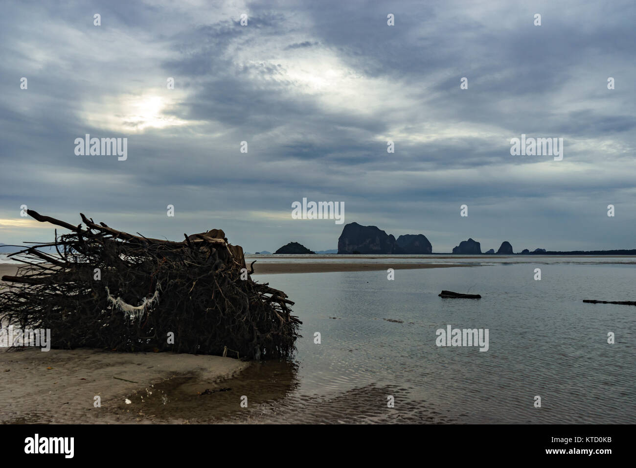 The stump on the sandstone Stock Photo - Alamy