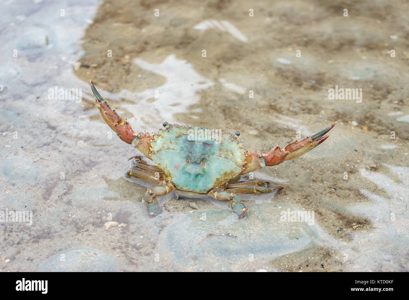 Close up Sea crab Stock Photo - Alamy