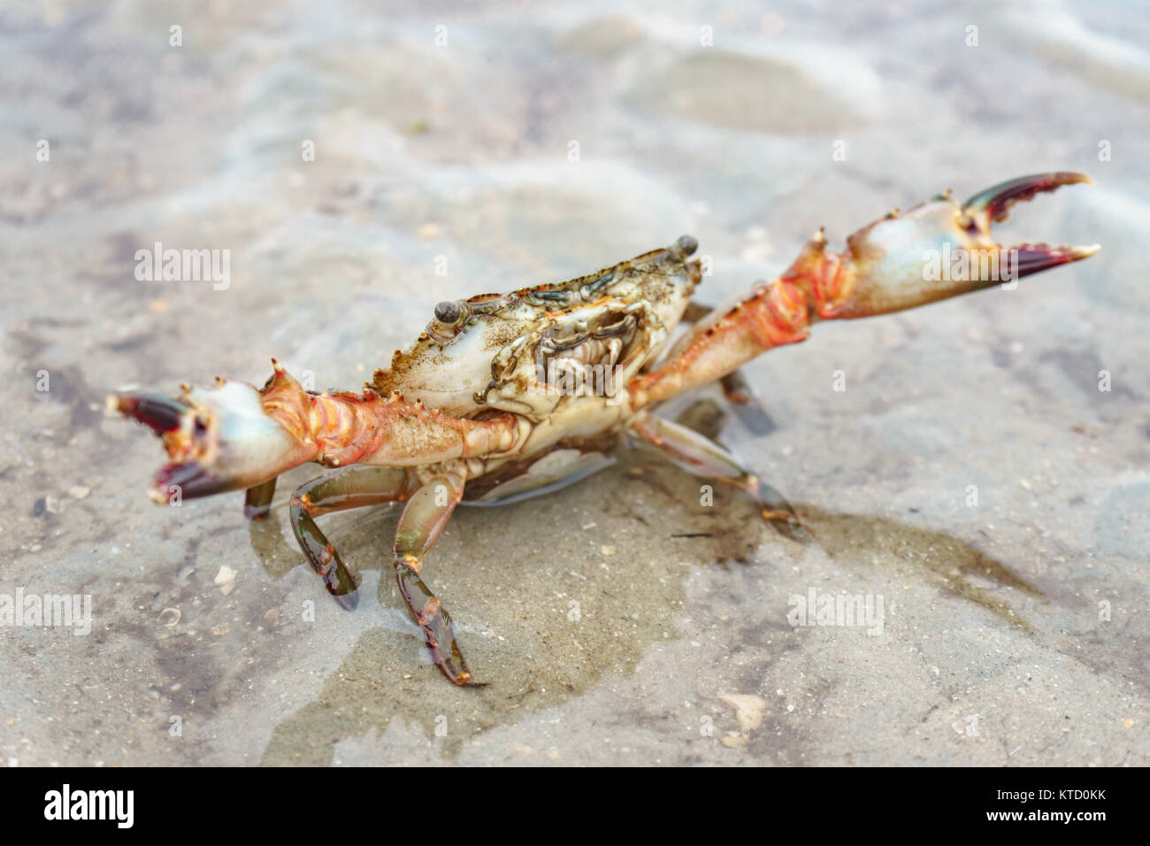 Crab close up clear background hi-res stock photography and images - Alamy