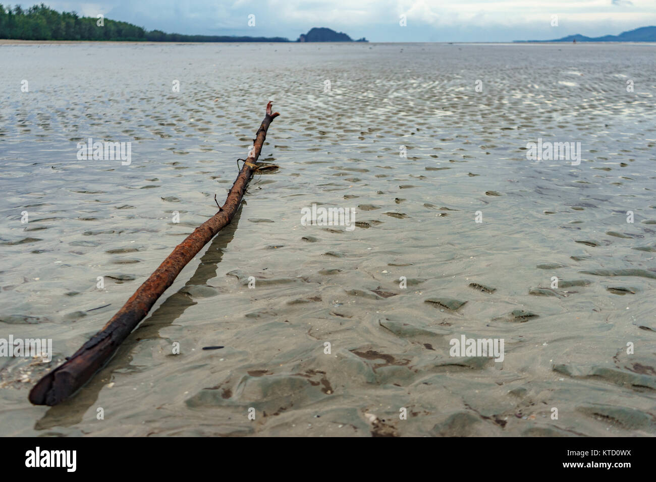 The stump on the sandstone Stock Photo - Alamy