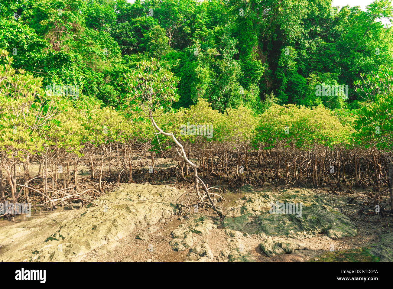 The mangrove forest on the island Stock Photo - Alamy