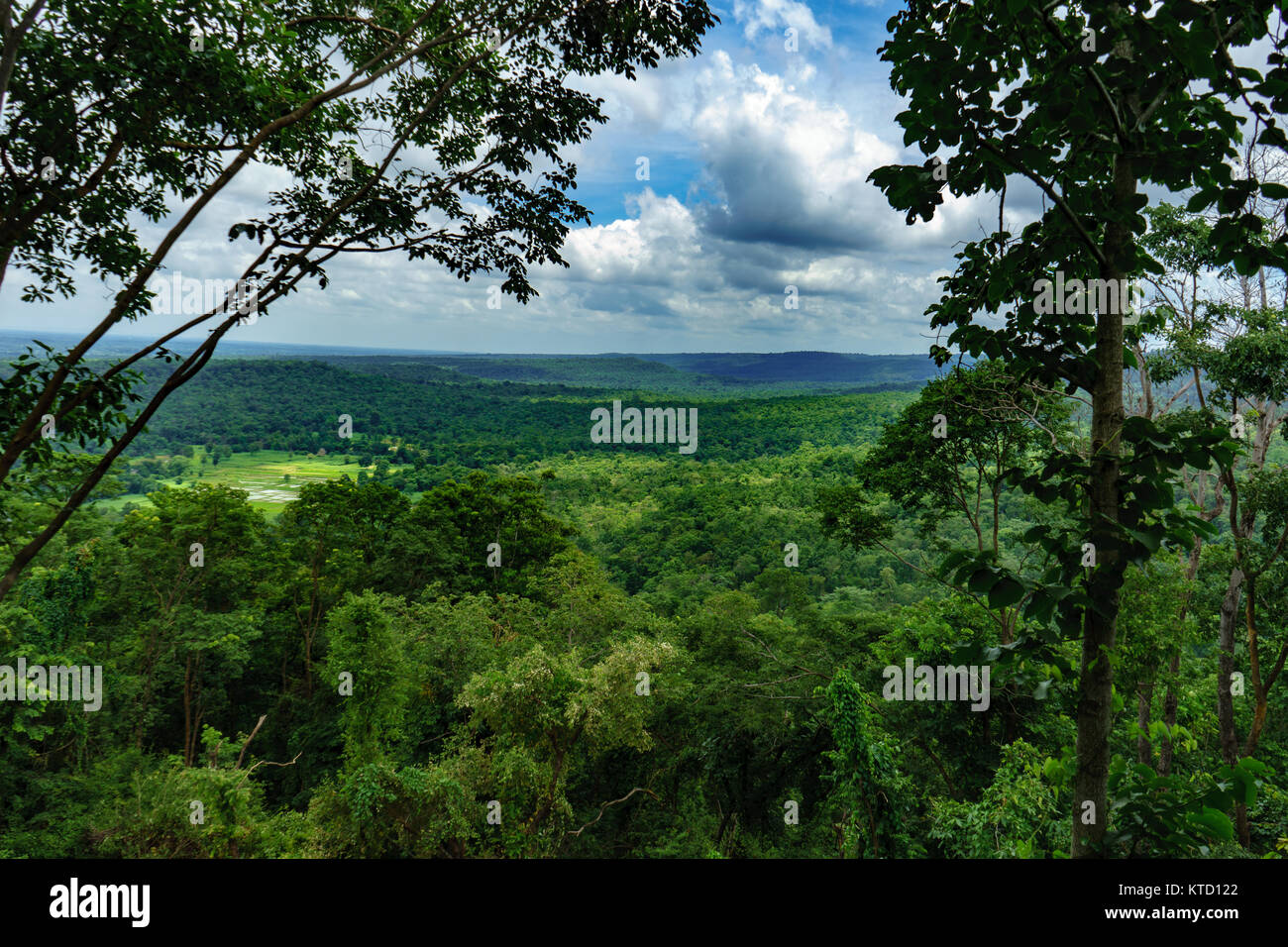 Tree forest Landscape on blue sky background Stock Photo - Alamy