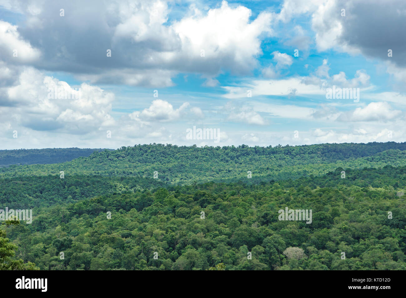 Tree forest Landscape on blue sky background Stock Photo - Alamy
