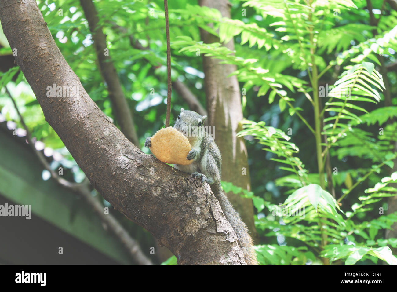 Squirrels eat a fruit on tree Stock Photo - Alamy