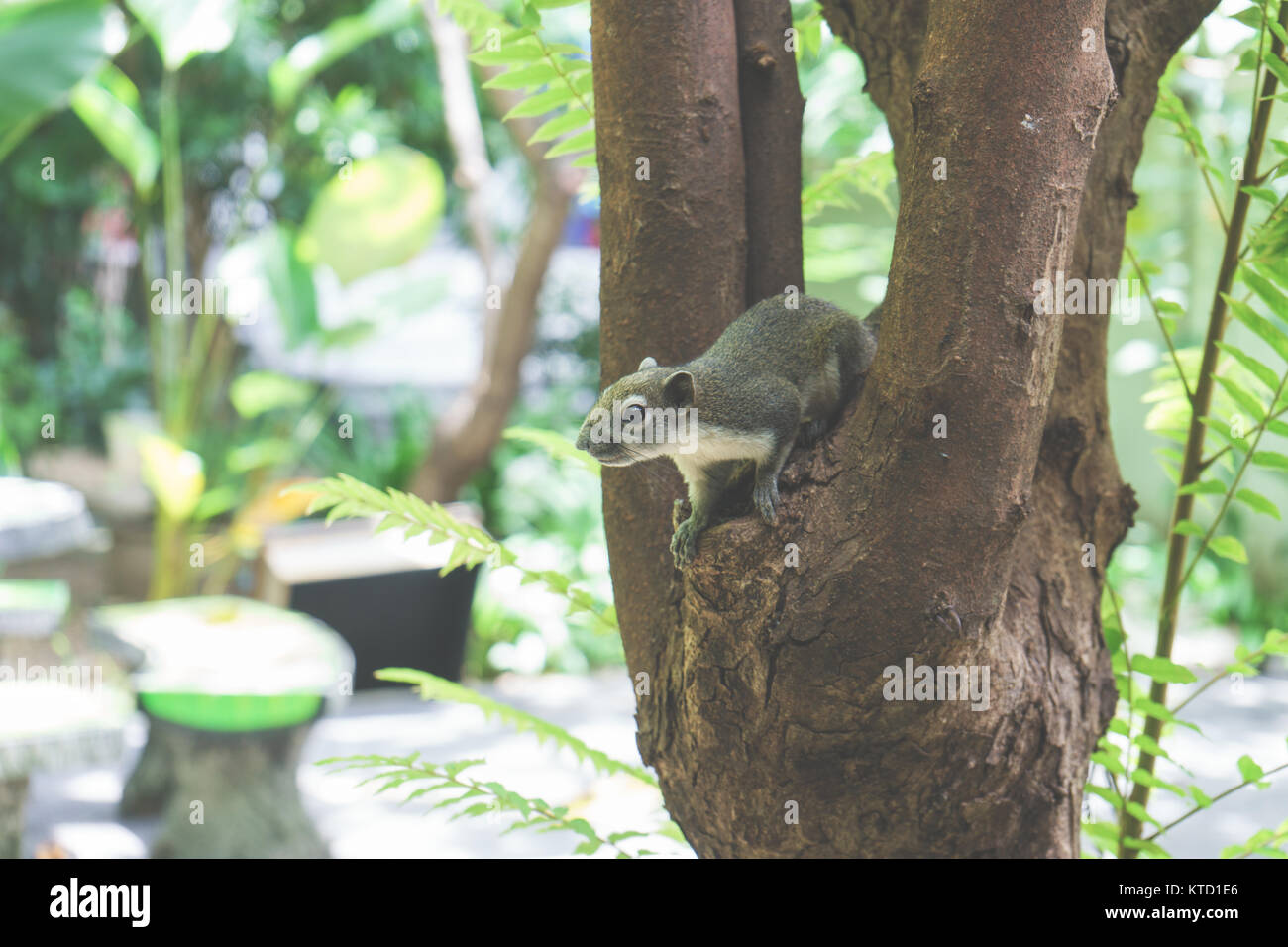 Squirrels eat a fruit on tree Stock Photo - Alamy