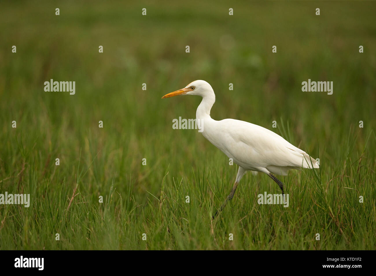 Eastern Cattle Egret (Bubulcus coromandus Stock Photo - Alamy
