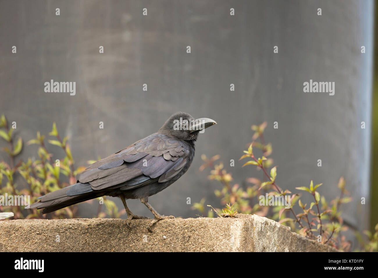 Large corvus hi-res stock photography and images - Alamy
