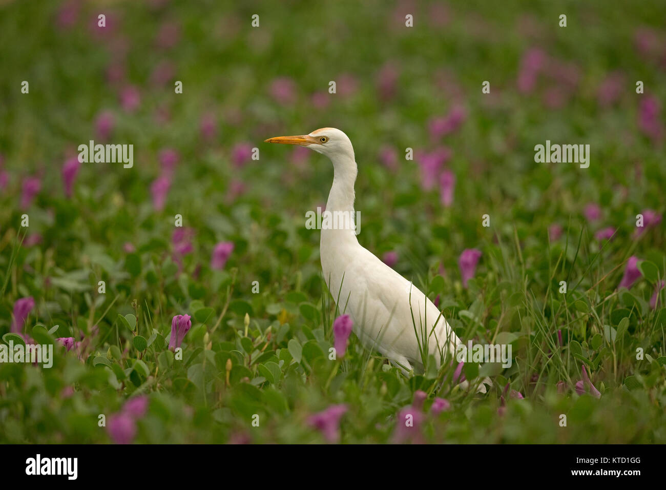 Eastern Cattle Egret (Bubulcus coromandus Stock Photo - Alamy