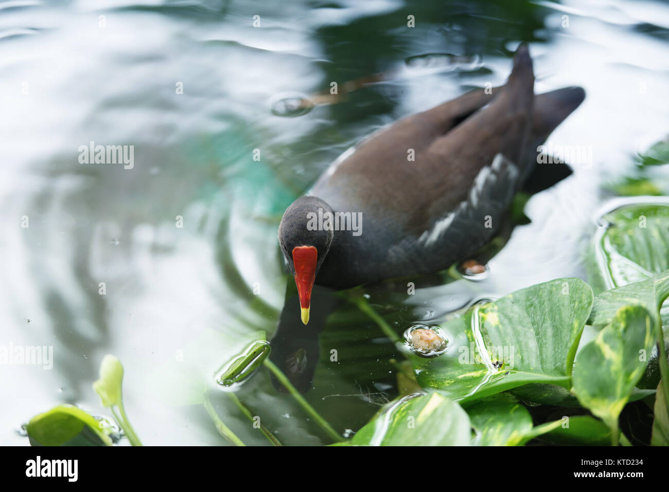 A black duck is floating in the water. Fauna of the Dominican Republic ...