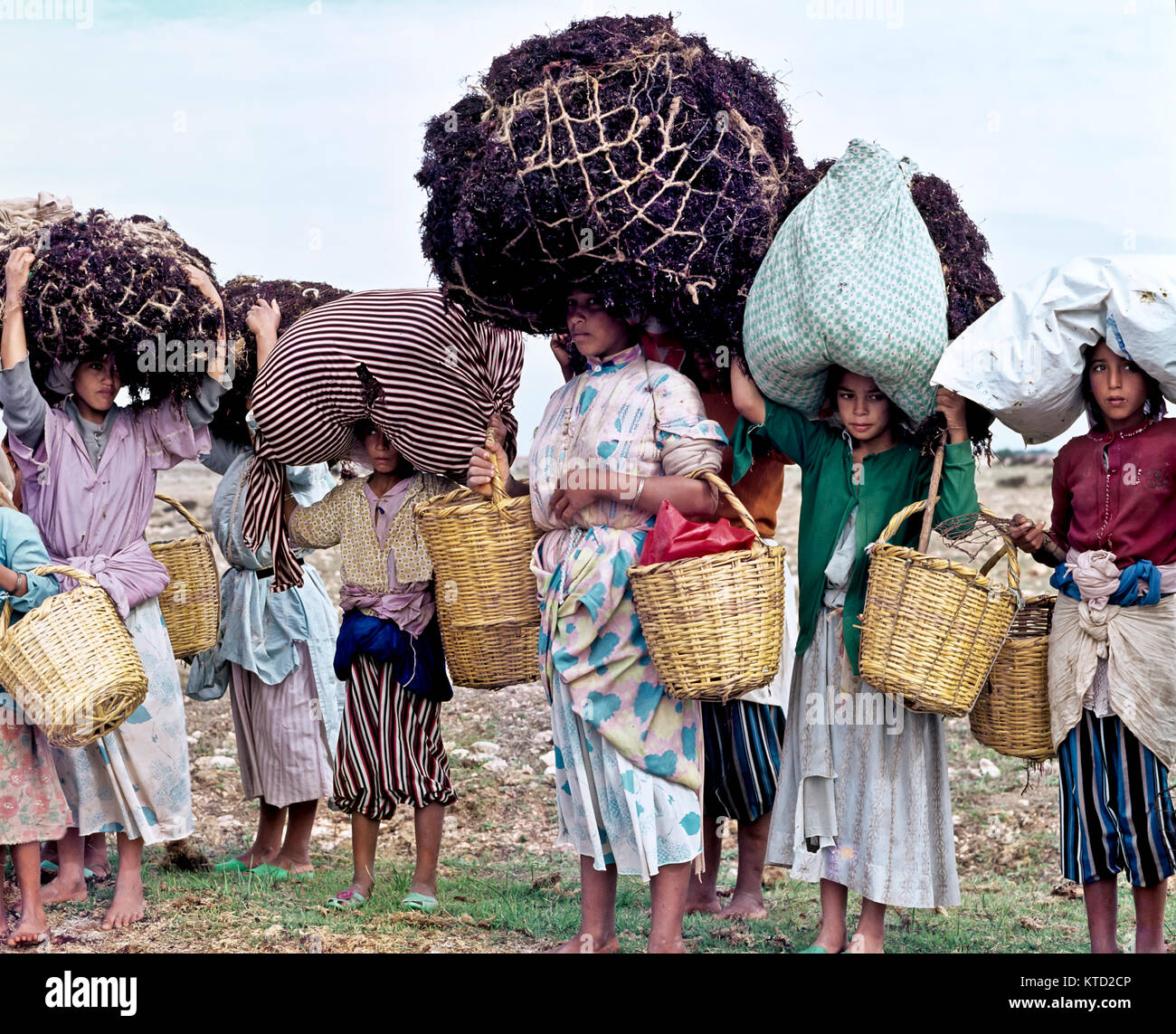 8743. Women & Girls collecting seaweed, Essaouira, Morocco Stock Photo ...