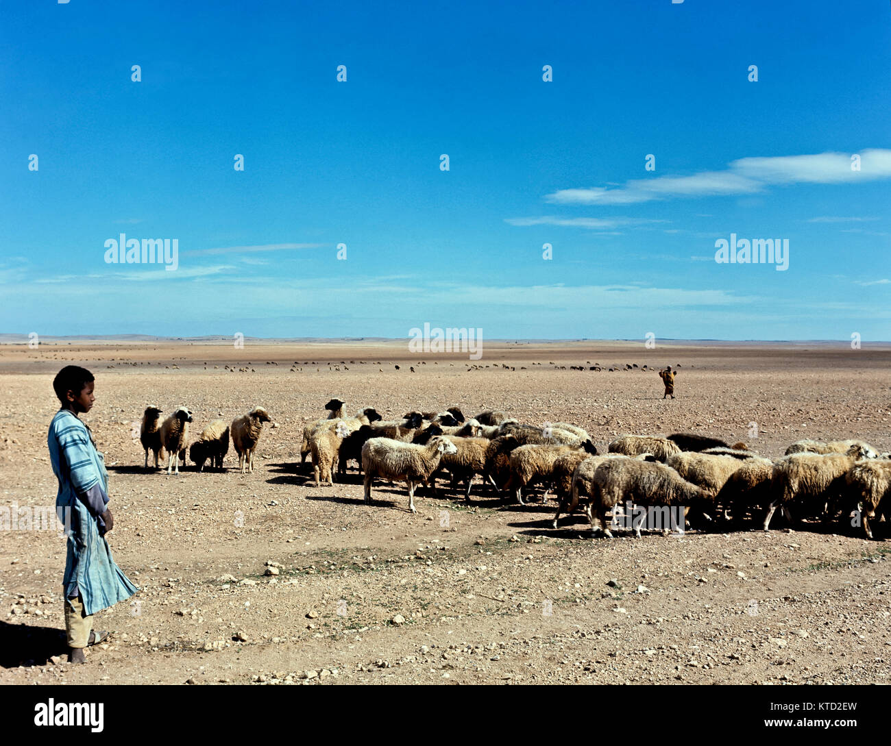 8811. Shepherd and sheep, Pre Sahara, Morocco Stock Photo - Alamy