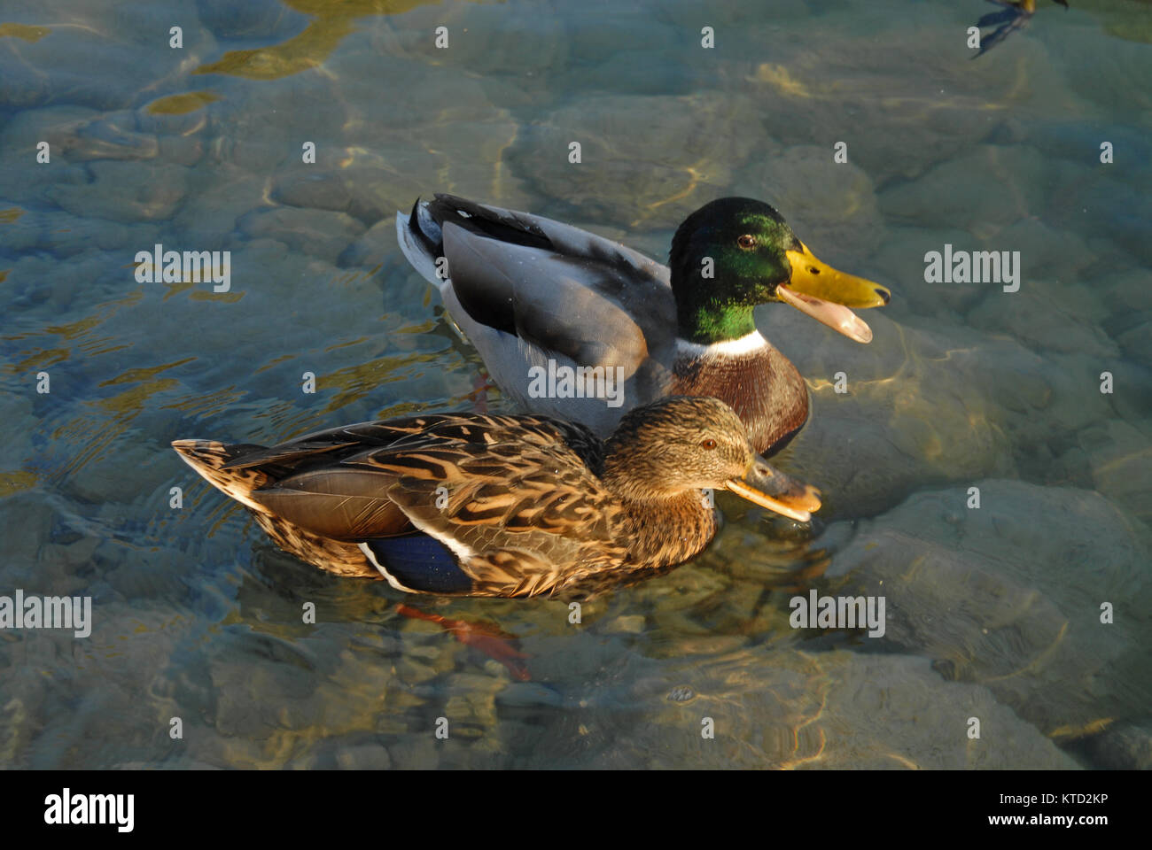 Duck couple chatter Stock Photo - Alamy