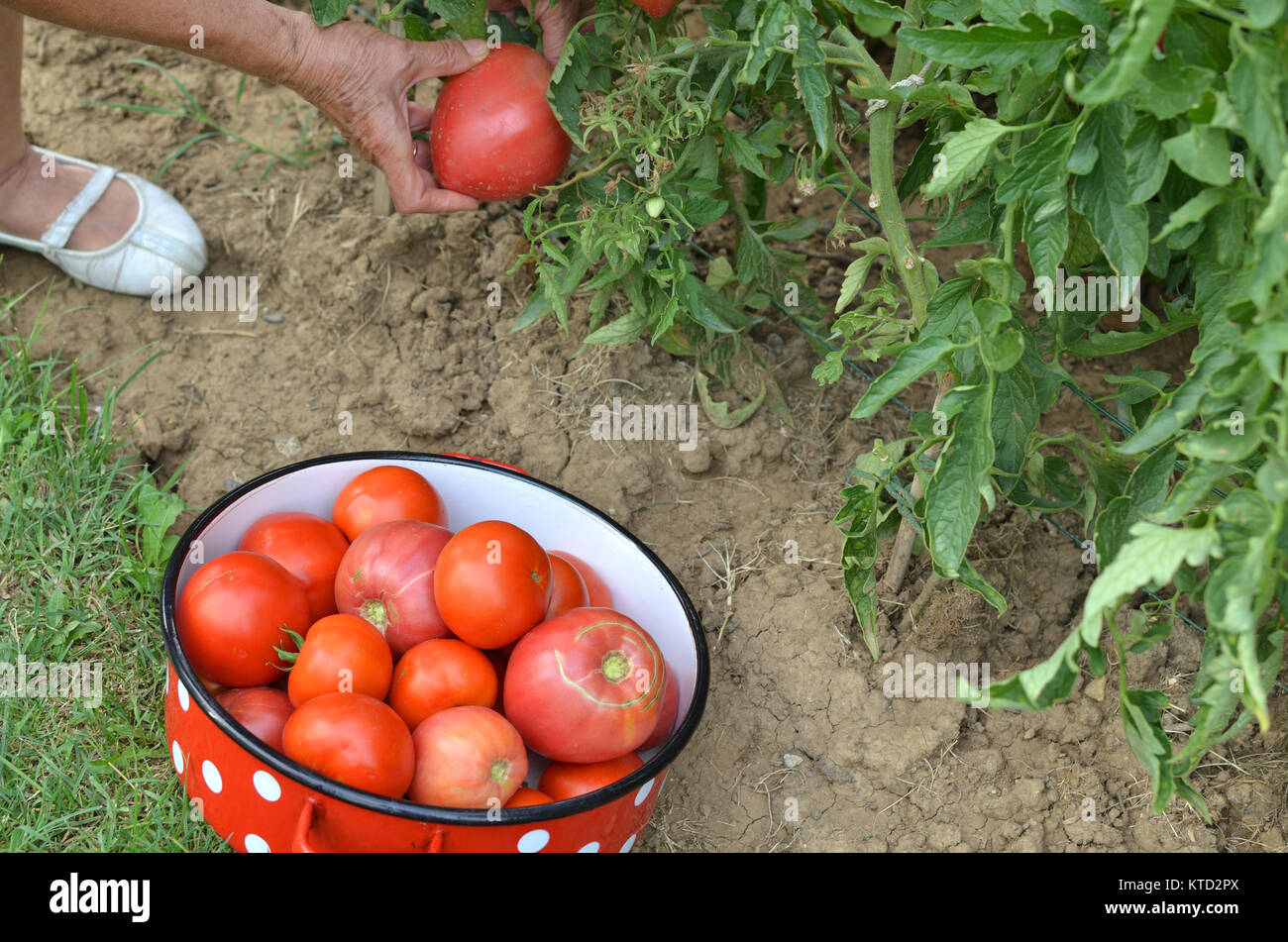Collecting ripe tomatoes from tomato plant in a garden Stock Photo - Alamy