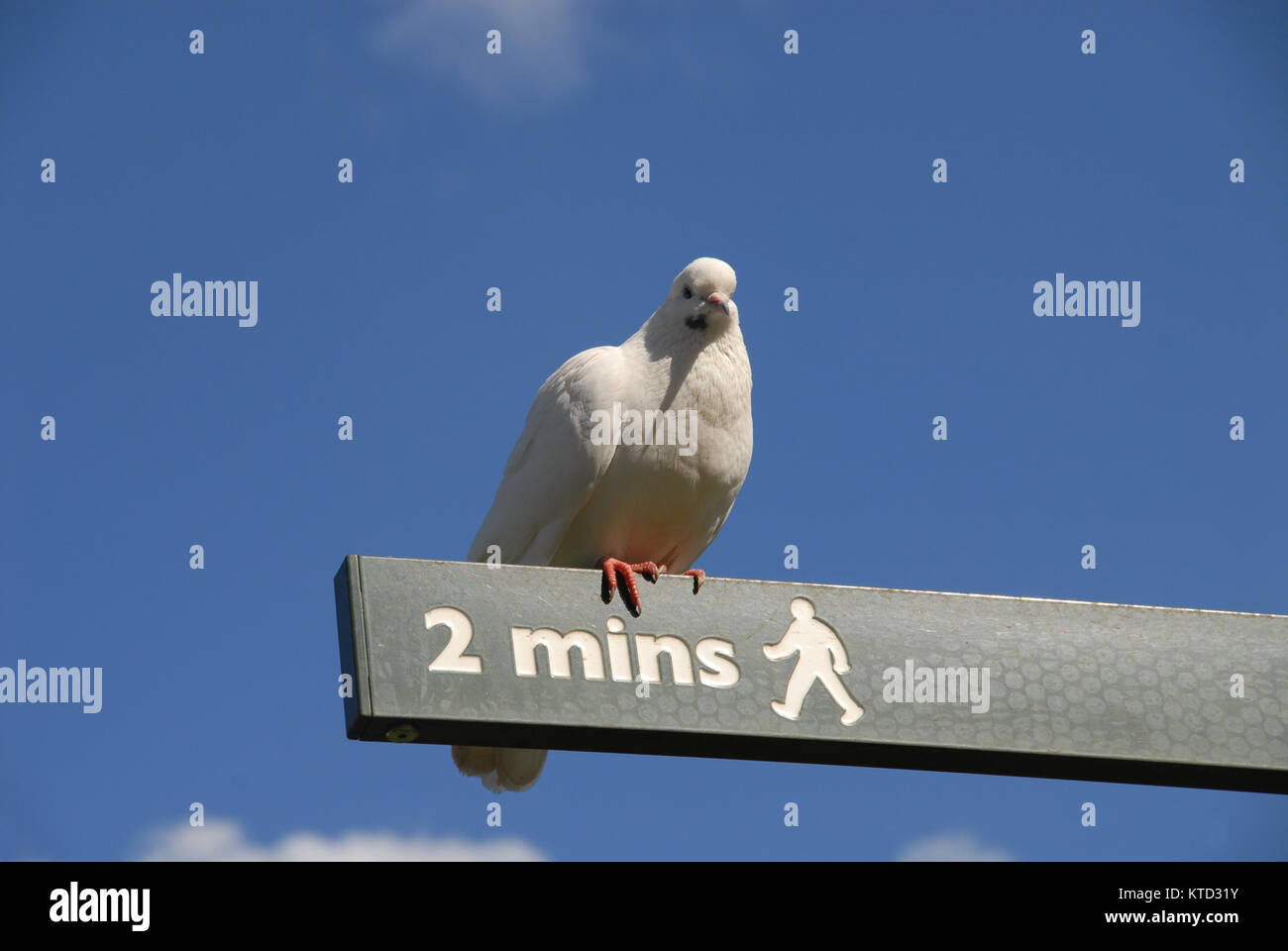 Pigeon sitting on sign in St. James´s Park, London Stock Photo - Alamy