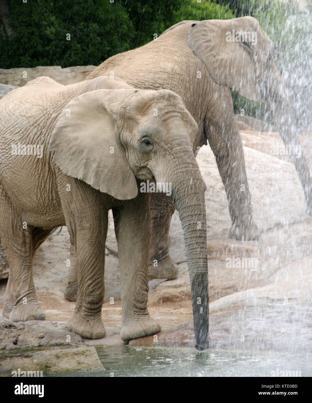 African elephant waterfall hi-res stock photography and images - Alamy