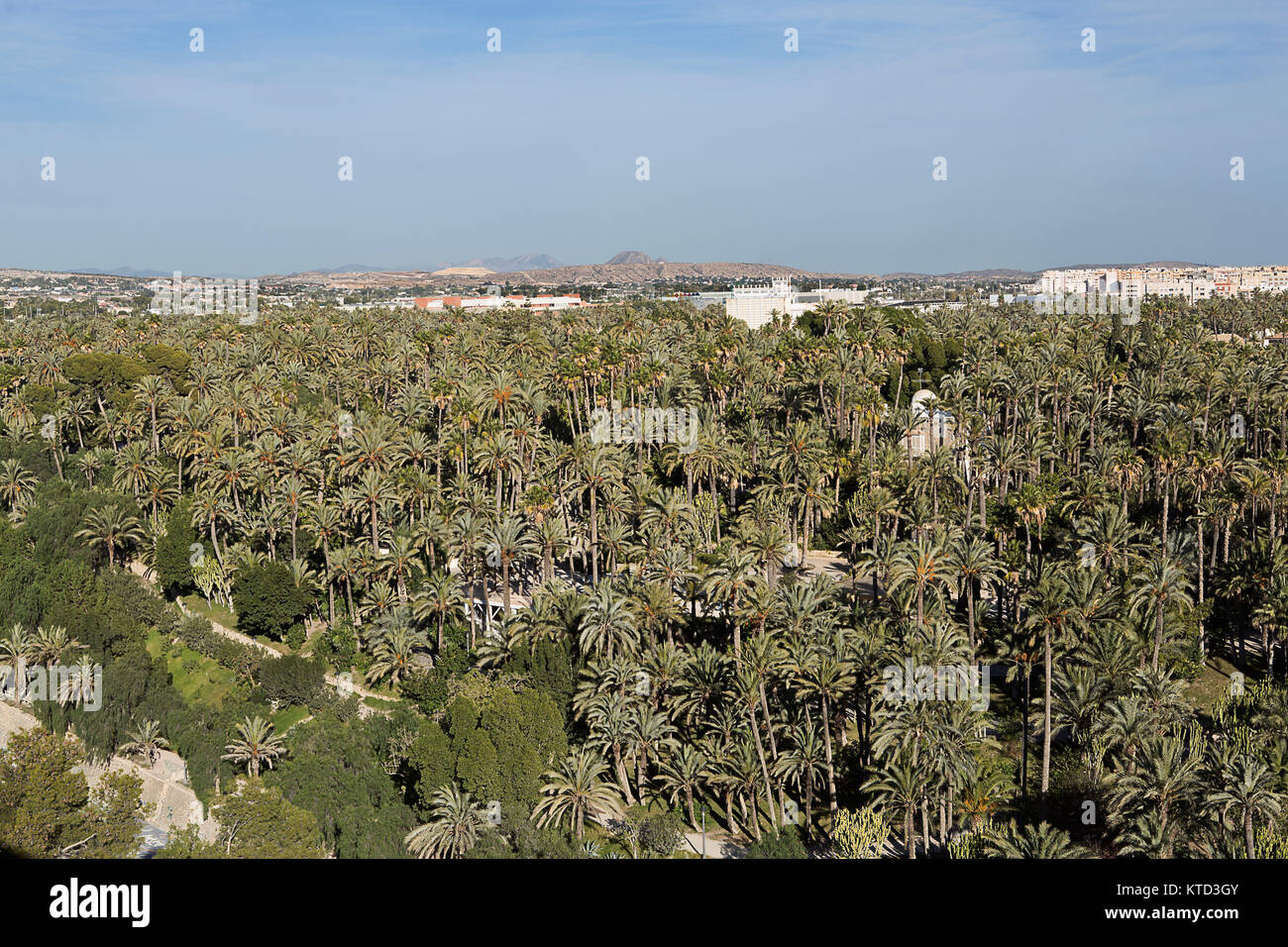 Largest palms in the world hi-res stock photography and images - Alamy