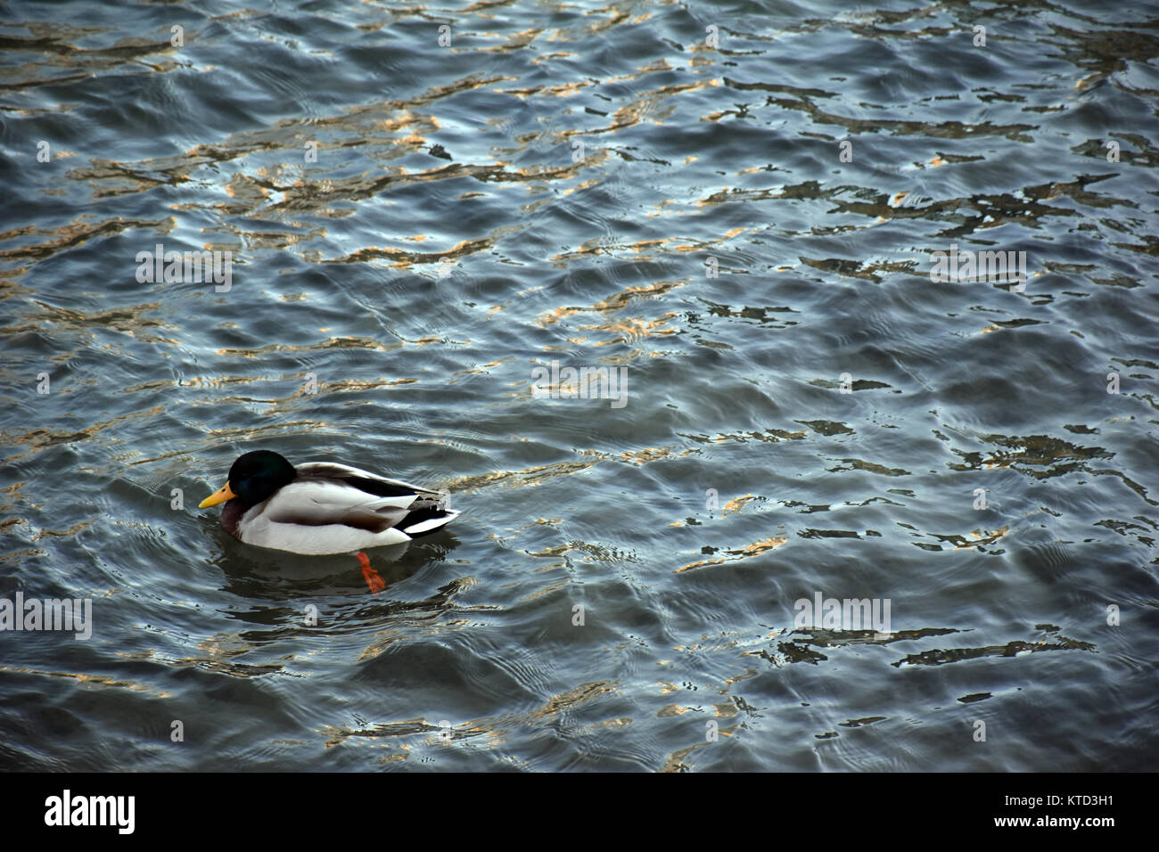 duck in the lake Stock Photo - Alamy
