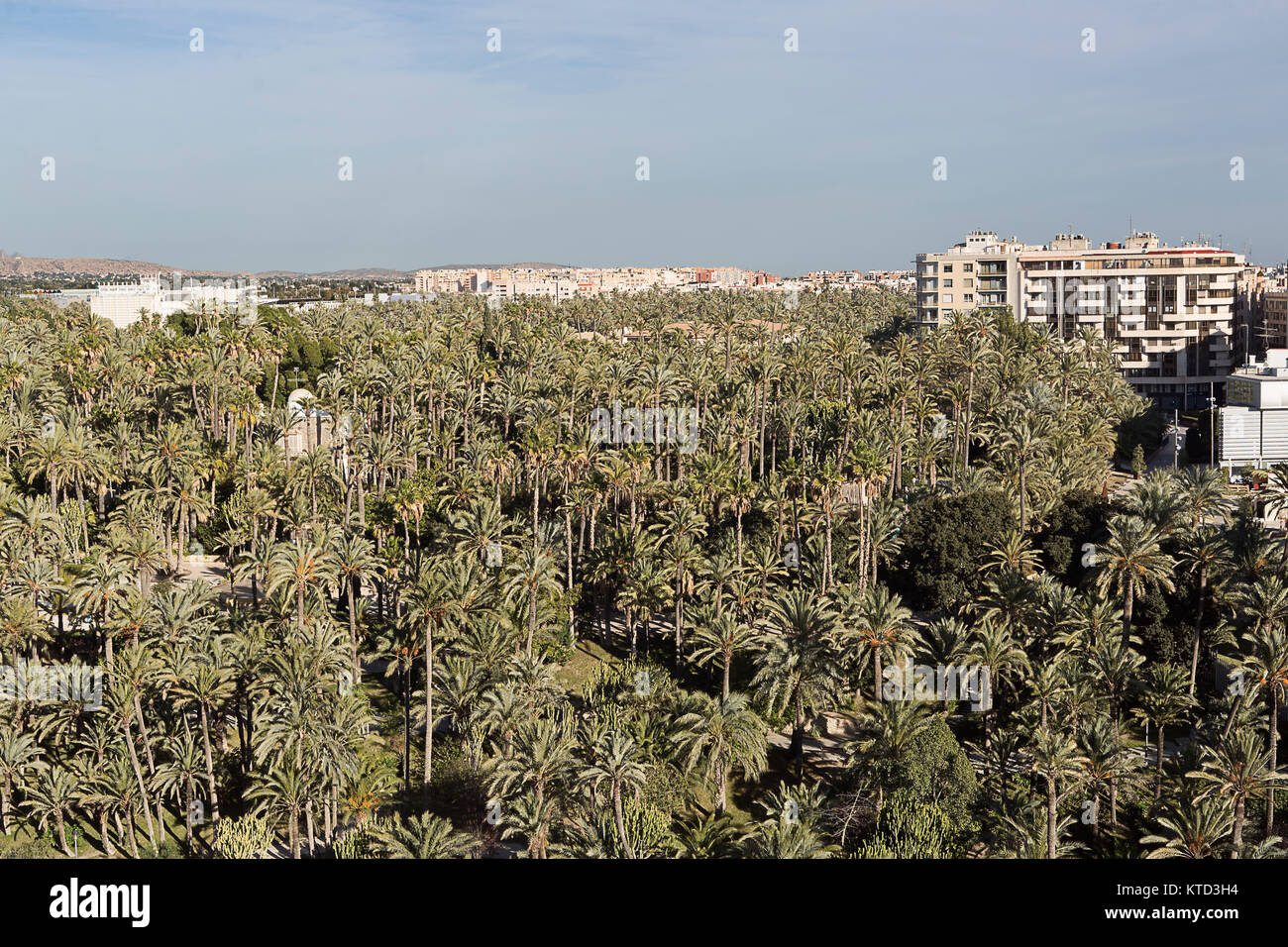 Largest palms in the world hi-res stock photography and images - Alamy