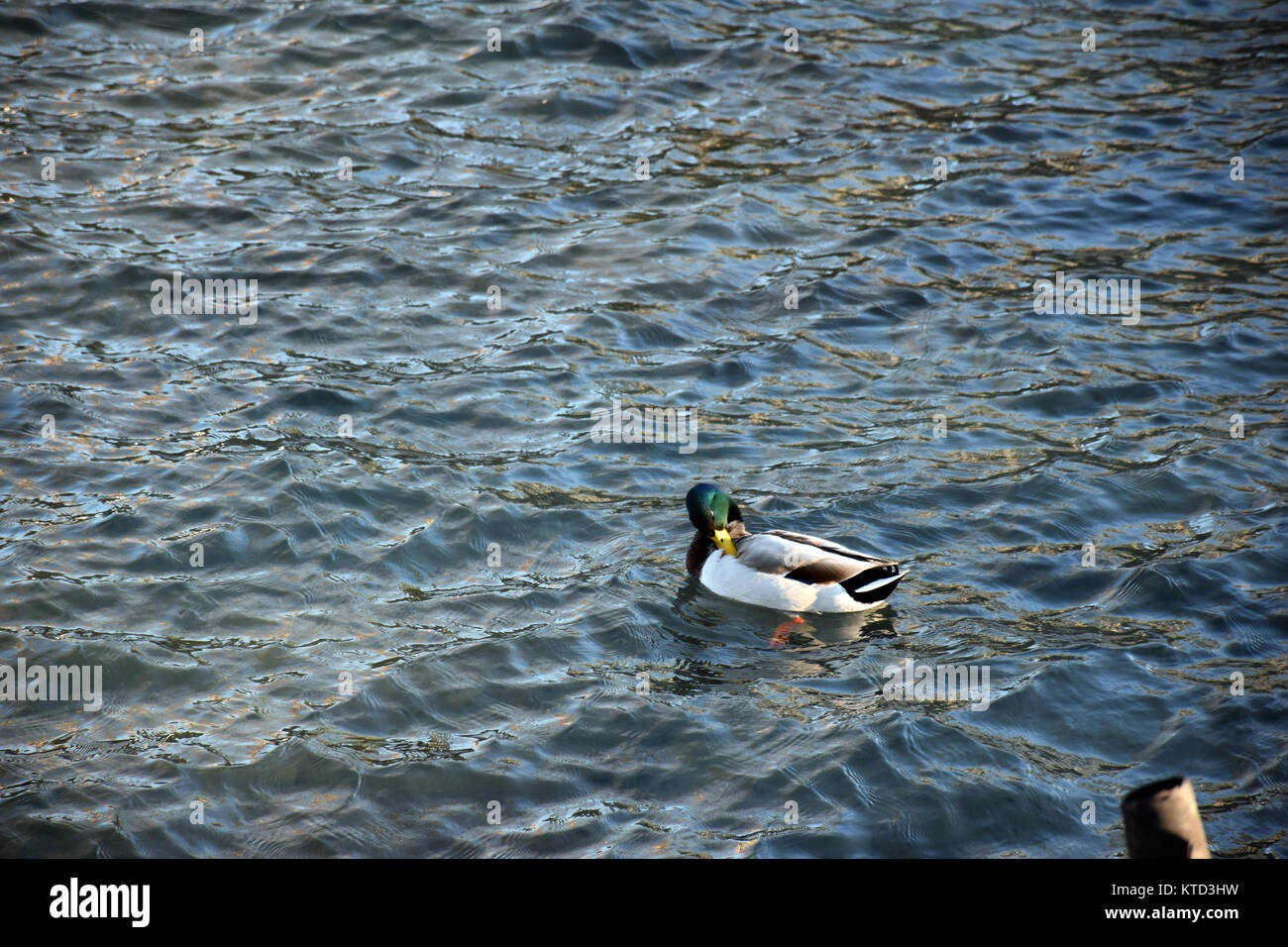 duck in the lake Stock Photo - Alamy