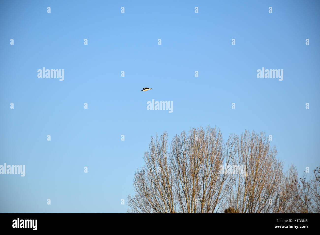Bird in flight Stock Photo - Alamy