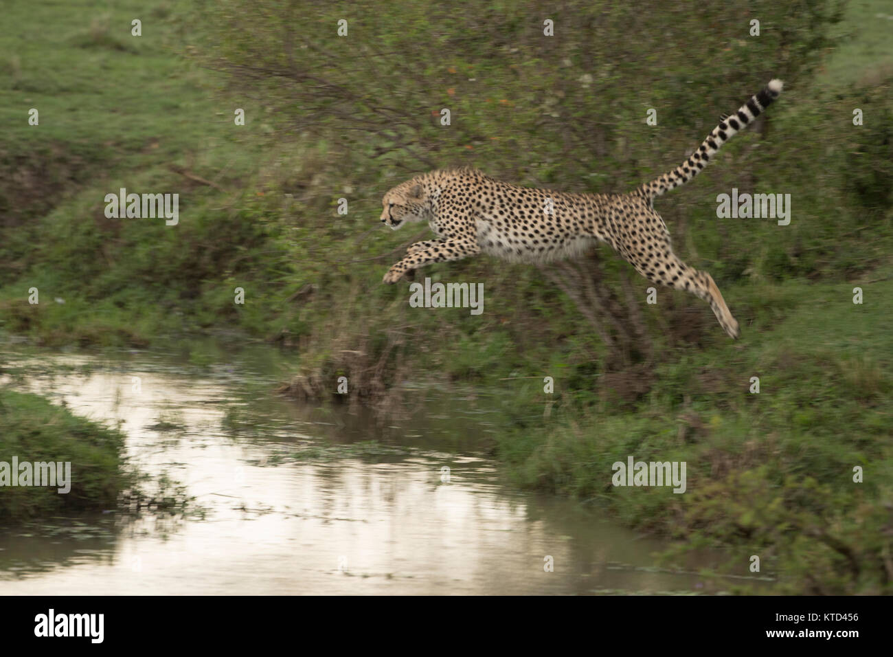 Female cheetah after contemplating walking around jumping and leaping ...