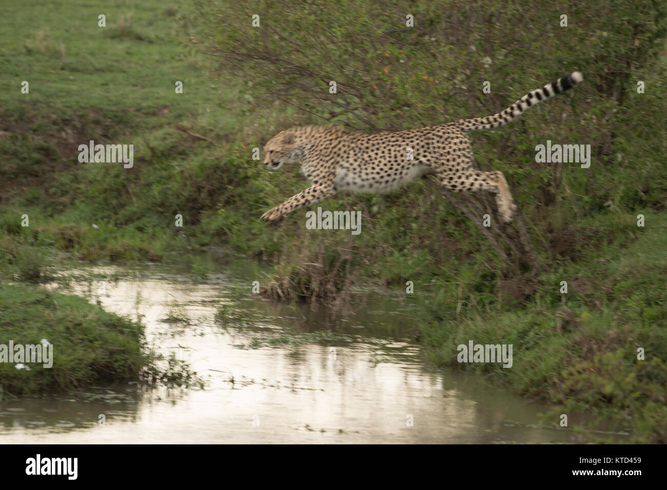 Female cheetah after contemplating walking around jumping and leaping ...