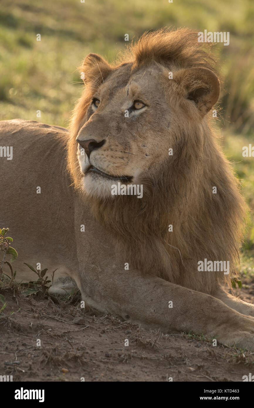 Beautiful blond maned lion of the Marsh Pride lying and basking in ...
