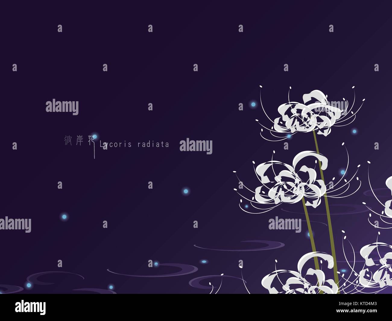 Lycoris radiata Stock Vector Images - Alamy