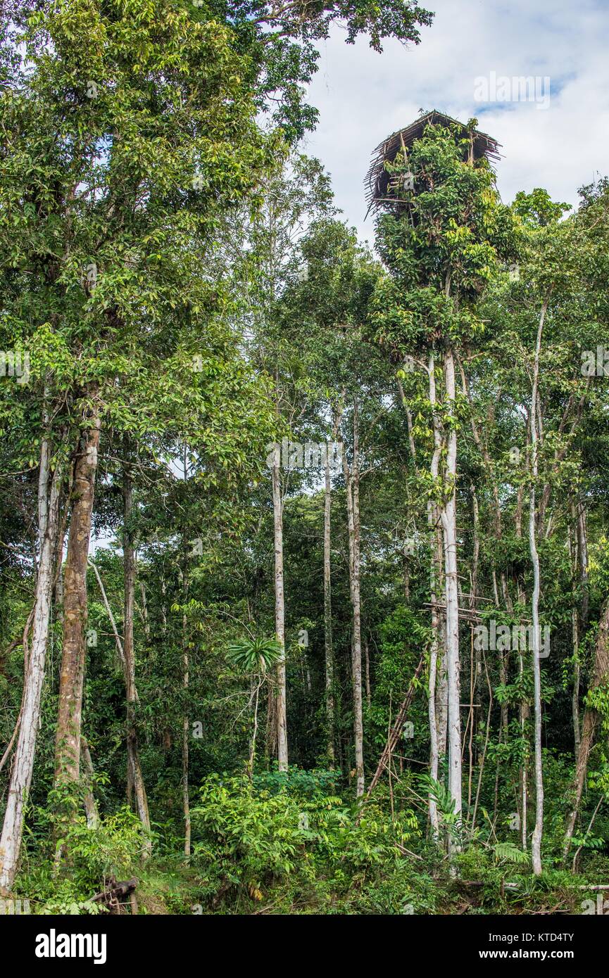 Korowai tree house hi-res stock photography and images - Alamy