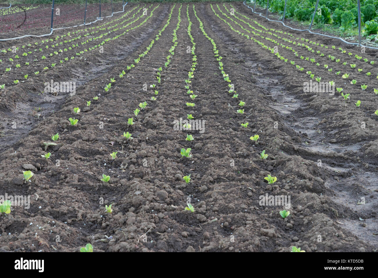 Newly planted rows of lettuce on an organic farm Stock Photo - Alamy