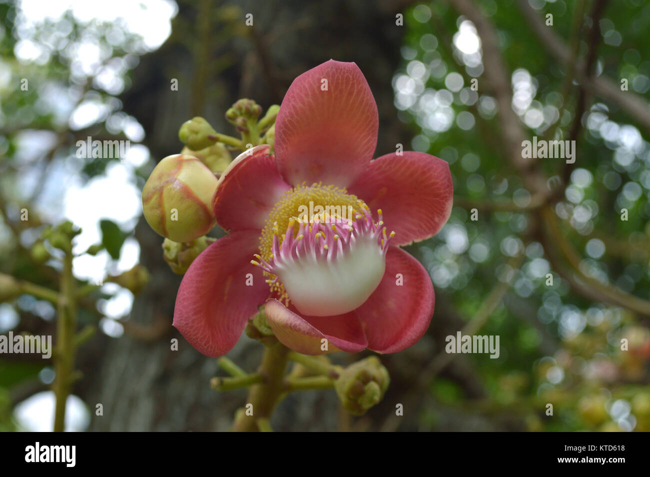 Cannonball tree flower, Couroupita guianensis, Family Lecythidaceae ...
