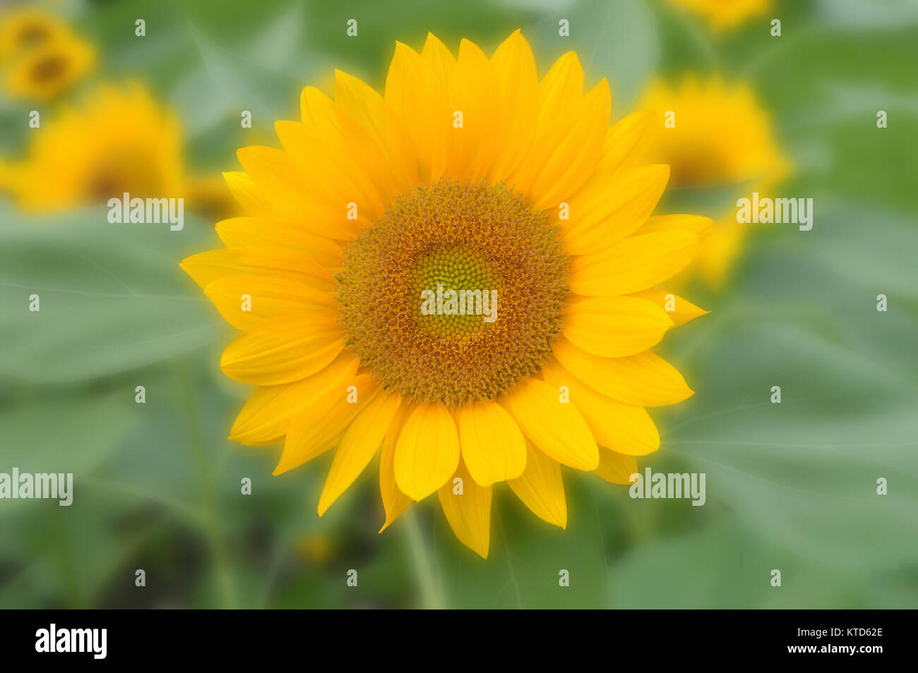 Sunflower, Helianthus sp., Central of Thailand Stock Photo - Alamy